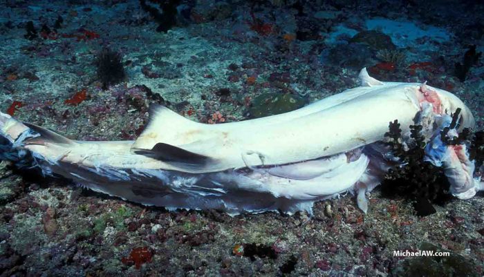 Save our sharks - Galapagos Center