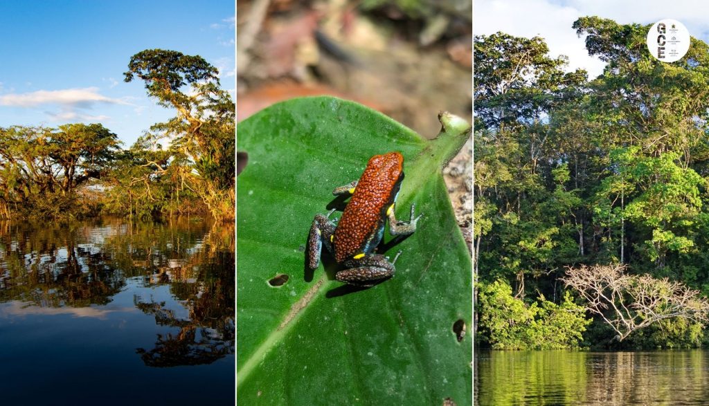 Exploring the Ecuadorian Amazon: Essential Tips - Galapagos Center