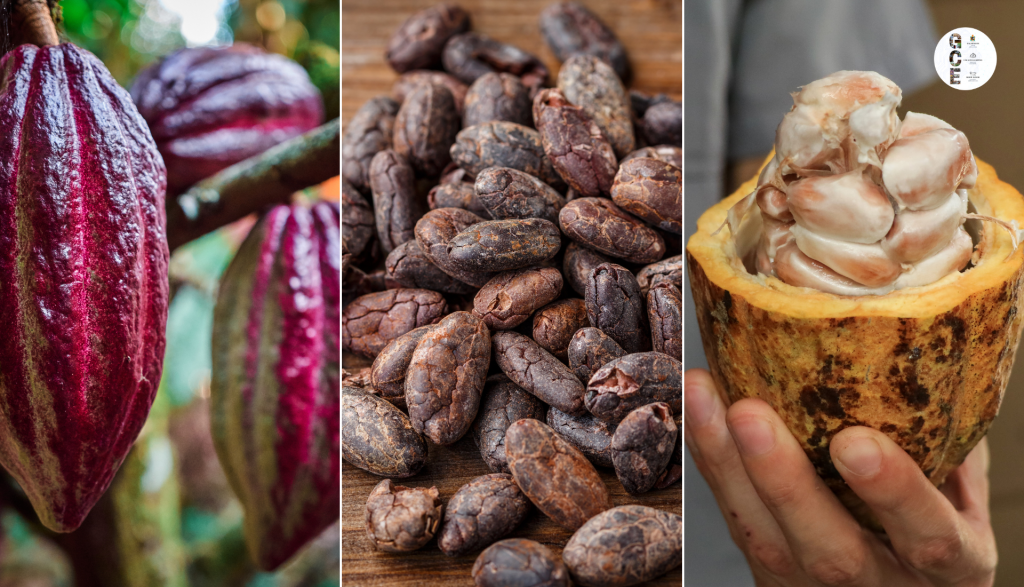 The Ecuadorian Cacao Journey: A Taste of Tradition, Culture, and Fine ...